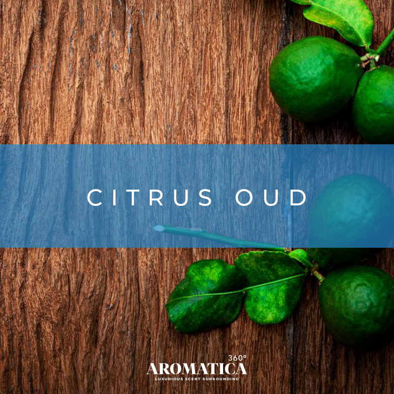 Shop Citrus Oud Refreshing Fragrance for Homes & Offices | Aromatica ...